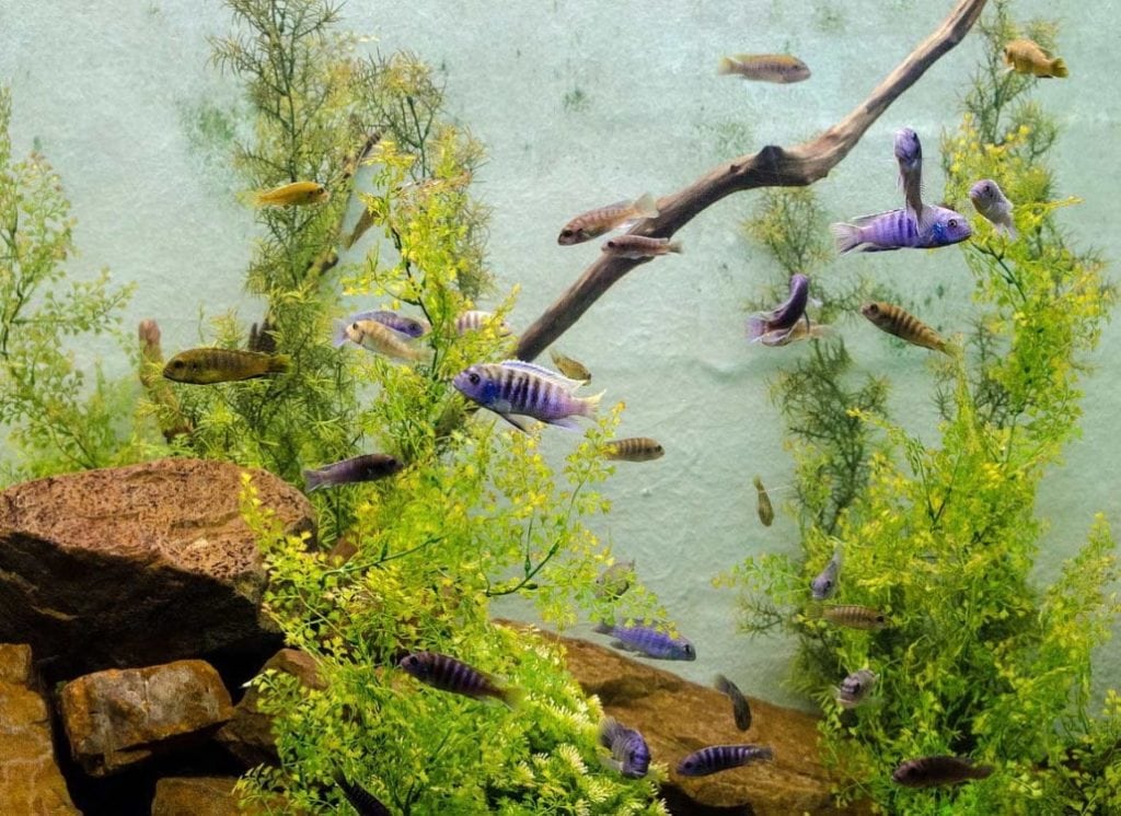 Antennenwels, der Scheibenputzer im Aquarium!
