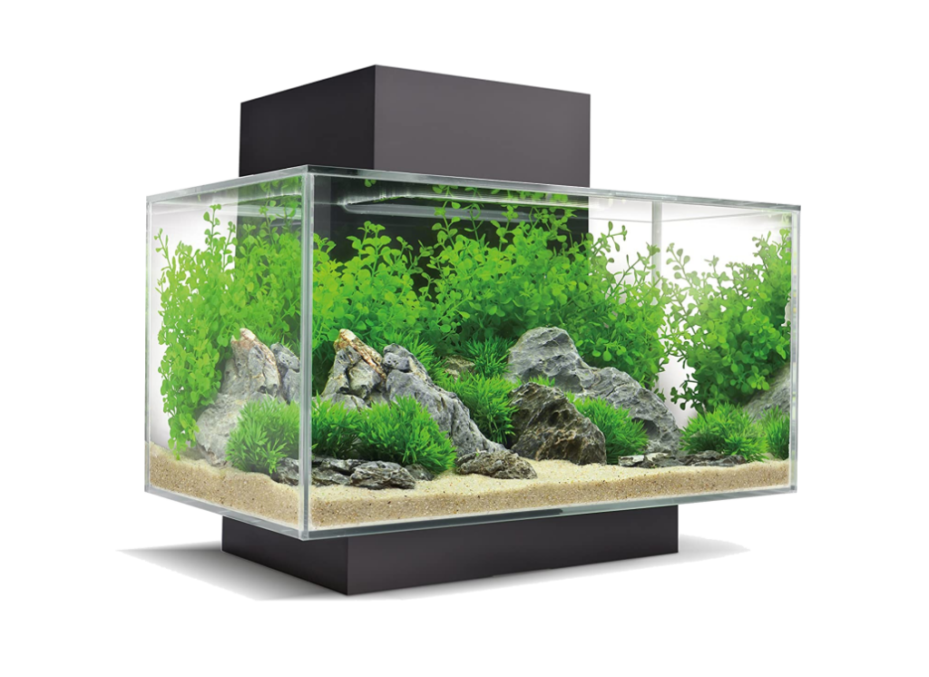 Antennenwels, der Scheibenputzer im Aquarium!