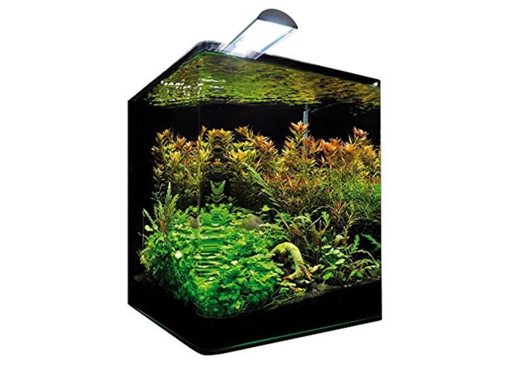 Antennenwels, der Scheibenputzer im Aquarium!