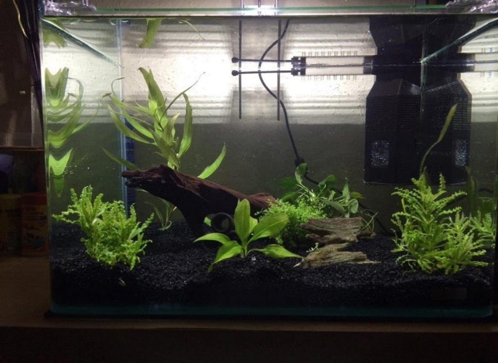 Antennenwels, der Scheibenputzer im Aquarium!