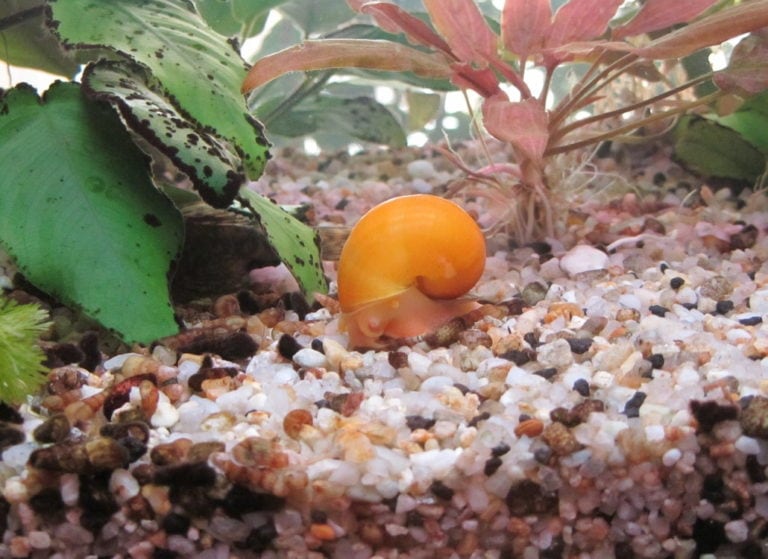 Antennenwels, der Scheibenputzer im Aquarium!
