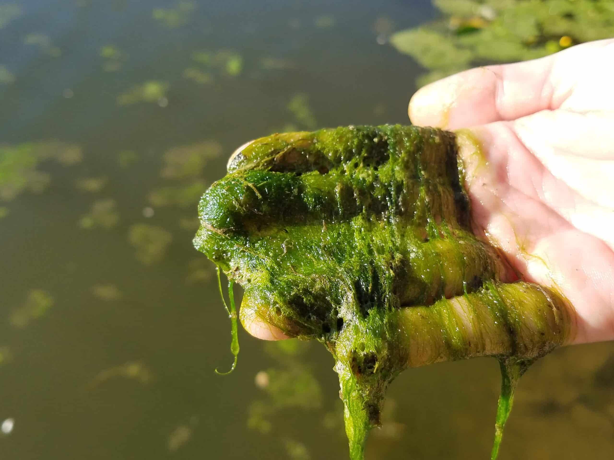 Algen im Aquarium - Aquarienmagazin