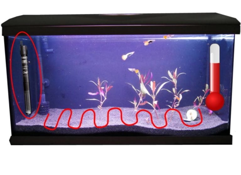 Antennenwels, der Scheibenputzer im Aquarium!