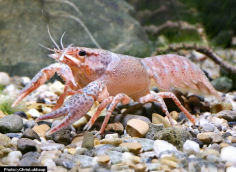 Krebse im Aquarium halten ⇒ Das must du beachten!!!