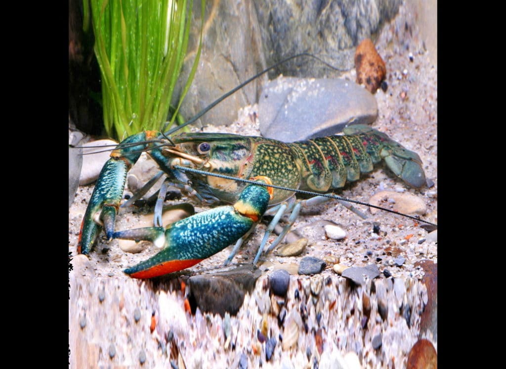 Der Rotscherenkrebs » Infos und Tipps zur Haltung