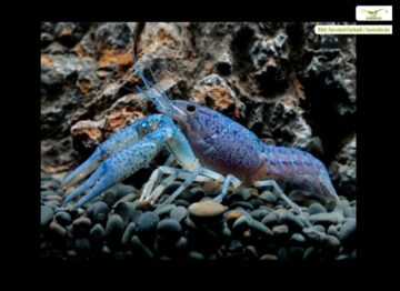 Blauer Floridakrebs » Infos und Tipps zur Haltung!!!