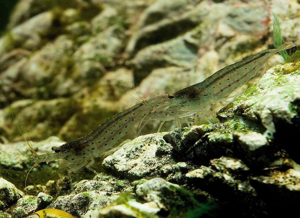Amano Garnele » Infos und Tipps zur Haltung im Aquarium