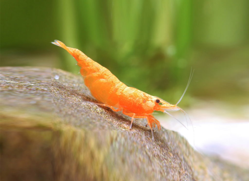 Orange Garnele » Infos und Tipps zur Haltung im Aquarium