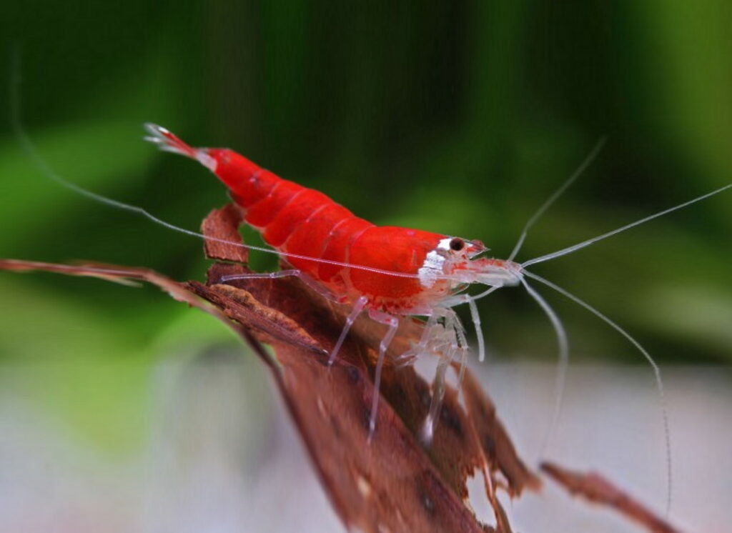 Crystal Red Garnelen » Infos und Tipps zur Haltung im Aquarium