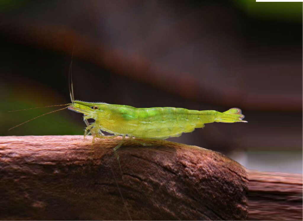 Grüne Garnele » Infos und Tipps zur Haltung im Aquarium