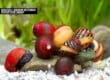 Rote Rennschnecke » Infos und Tipps zur Haltung im Aquarium