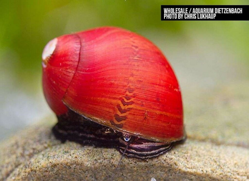 Rote Rennschnecke » Infos und Tipps zur Haltung im Aquarium