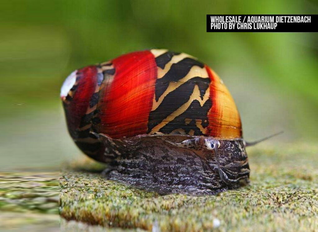 Rote Rennschnecke » Infos und Tipps zur Haltung im Aquarium