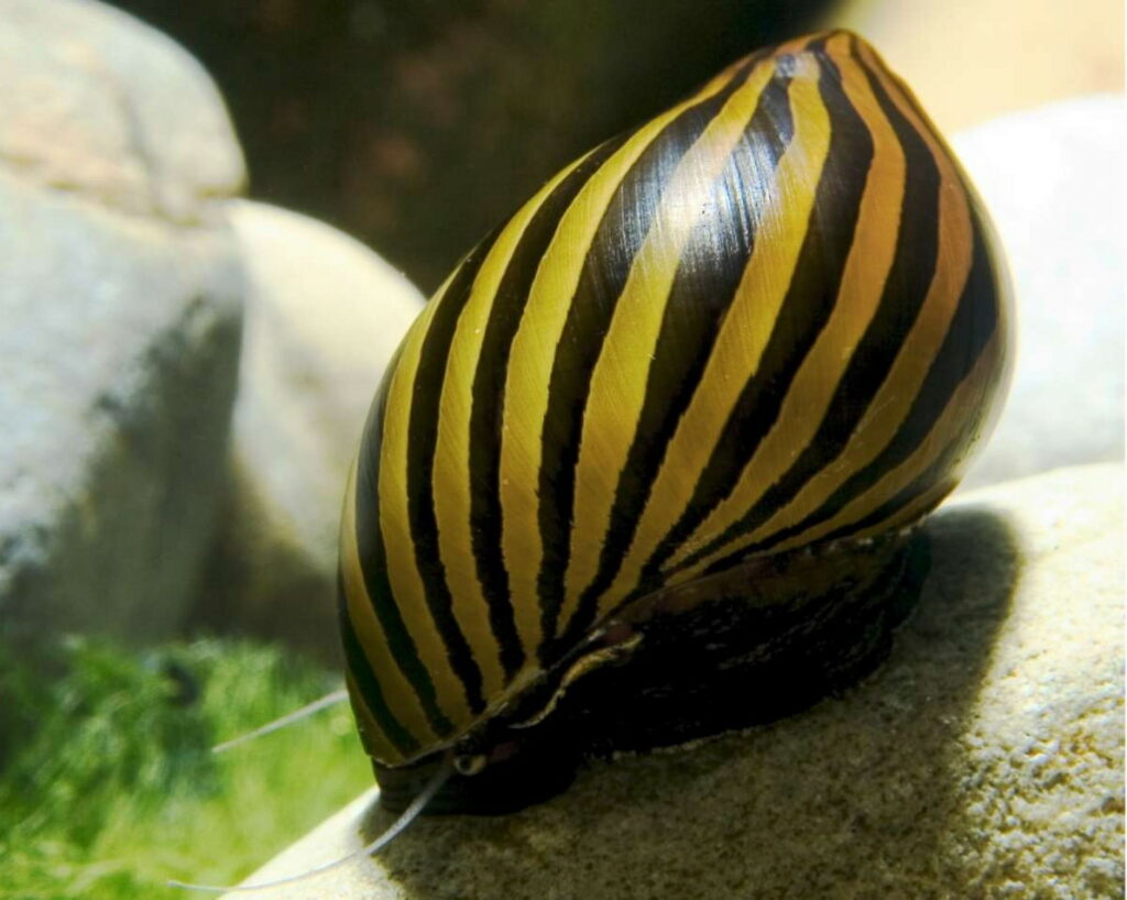 Zebra Rennschnecke » Infos und Tipps zur Haltung im Aquarium