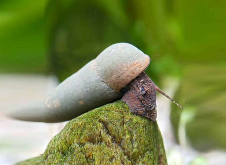 Donnerkeil Schnecke » Infos und Tipps zur Haltung im Aquarium