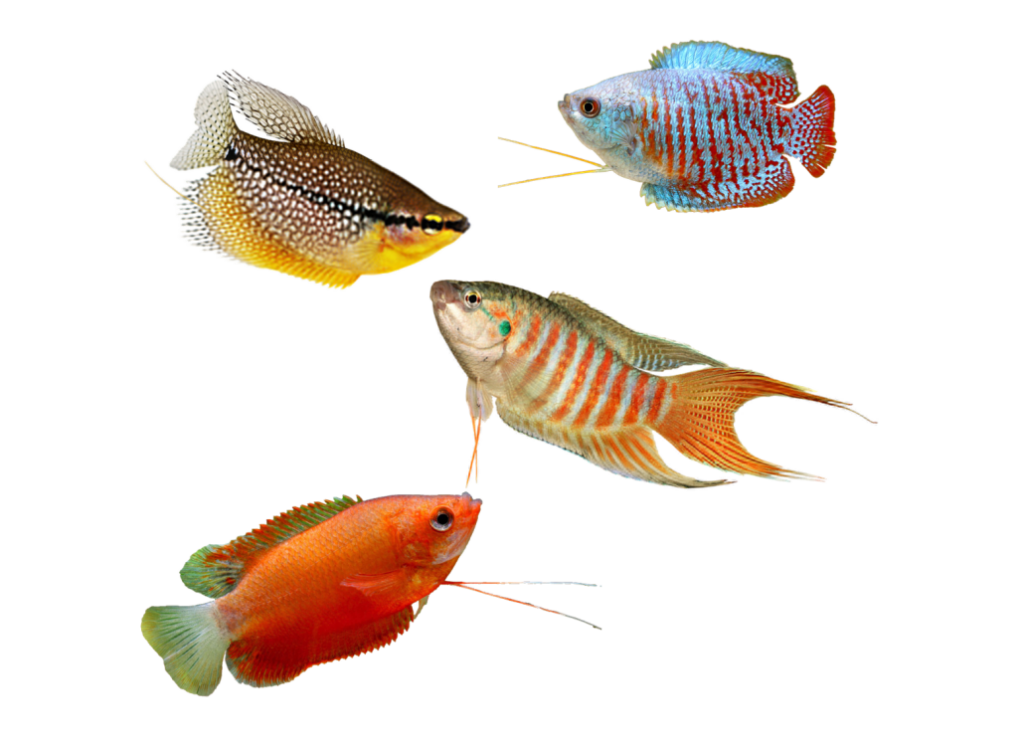 Die richtigen Labyrinthfische fürs Aquarium!