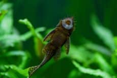 Antennenwels, der Scheibenputzer im Aquarium!
