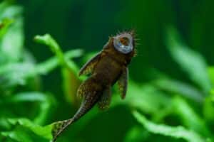 Antennenwels, der Scheibenputzer im Aquarium!
