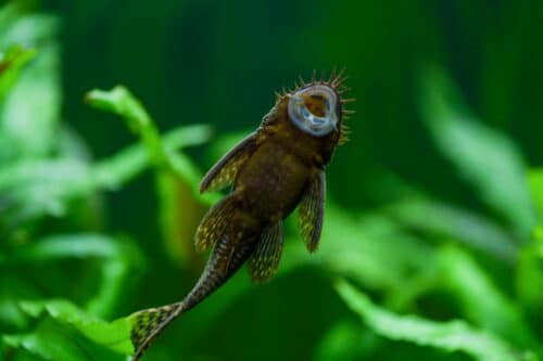 Antennenwels, der Scheibenputzer im Aquarium!