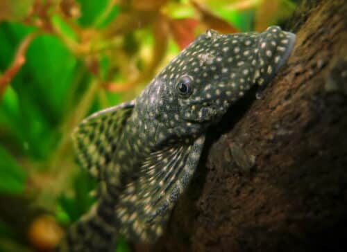 Antennenwels, der Scheibenputzer im Aquarium!